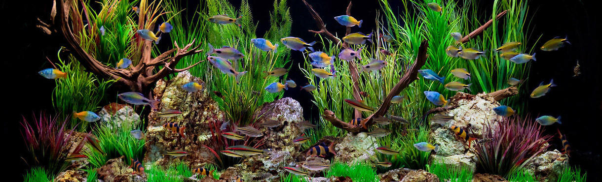Live Fish | Live Aquatics | In-Store Only | Highway Aquatics