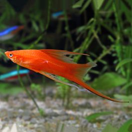 Swordtail Assorted