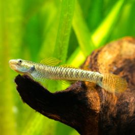 Rainbow Stiphodon Goby M