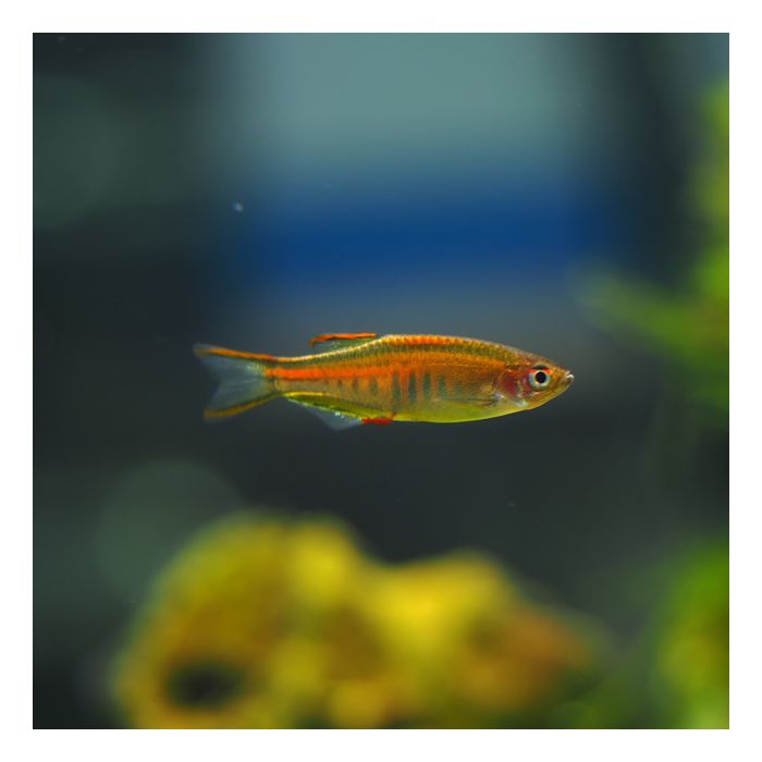 Glowlight Danio (Medium)