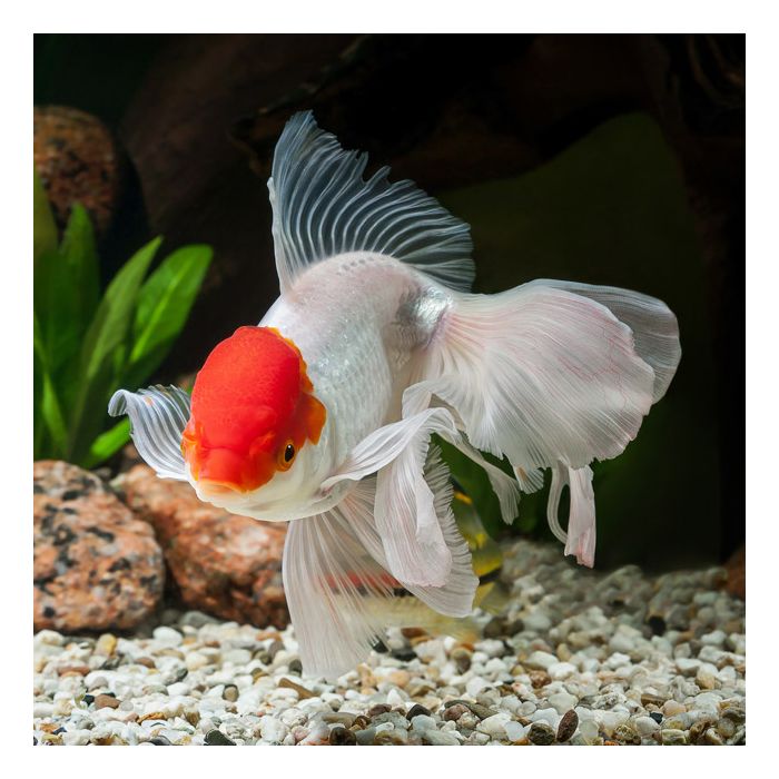Oranda Assorted (13-15cm)