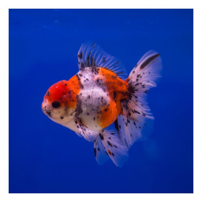 Calico Oranda (3-5cm)