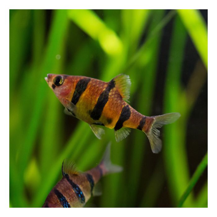 Pentazona Barb (Large)