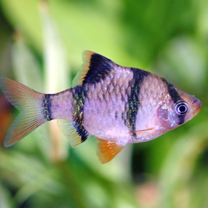 Tiger Barb (Large)