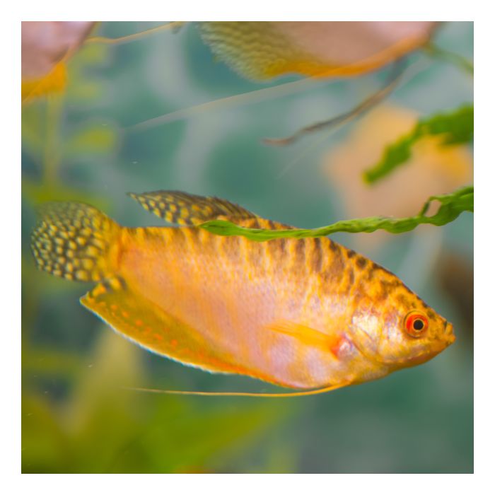 Golden Gourami