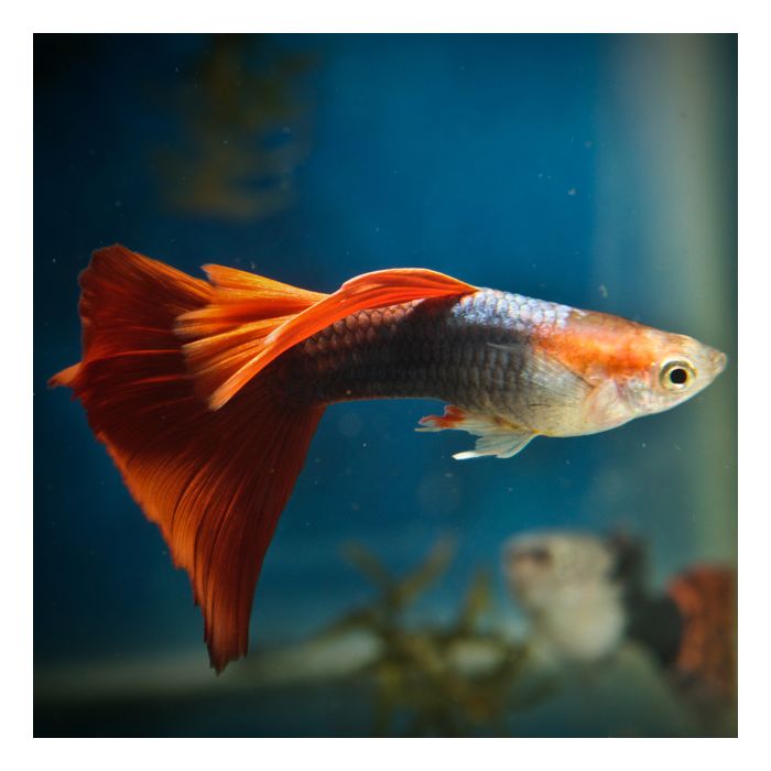 Guppy Assorted