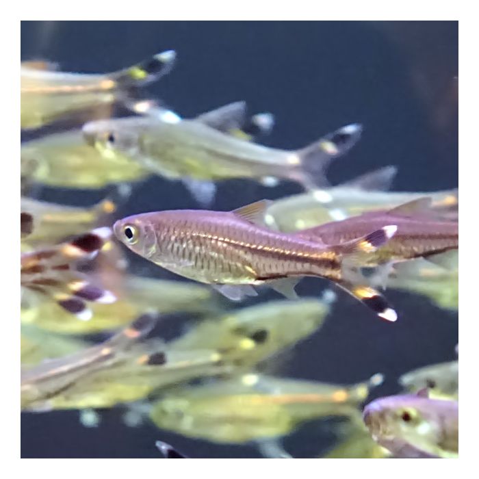Scissortail Rasbora (Medium-Large)