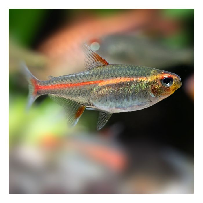 Glowlight Tetra (Medium)