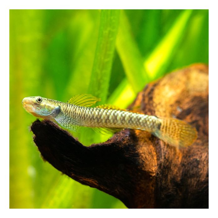 Rainbow Stiphodon Goby M